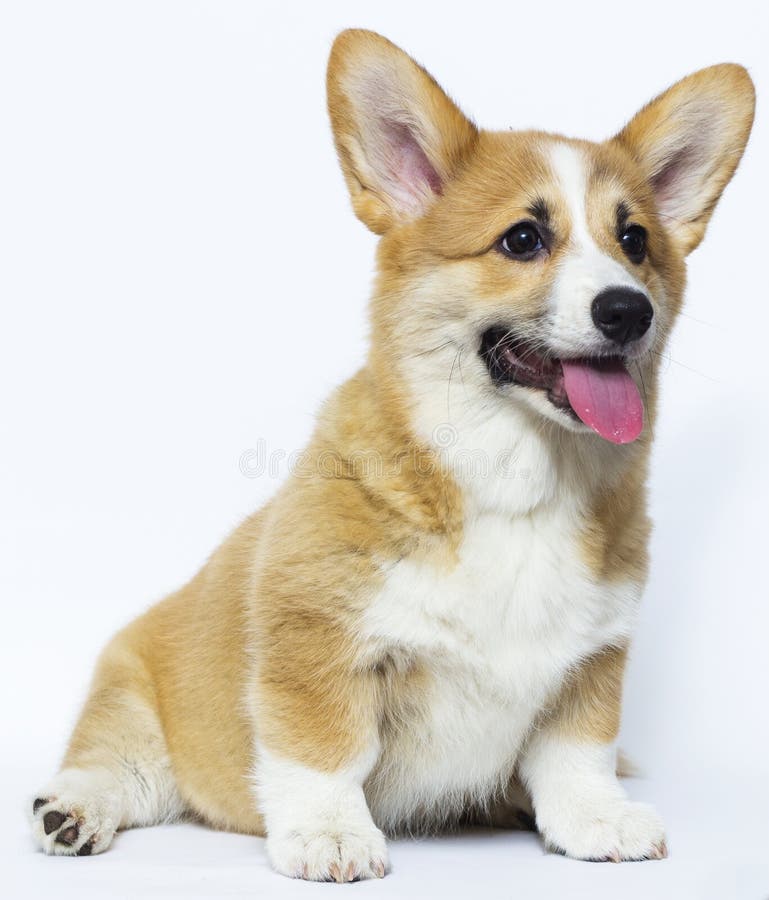 Cute Welsh Corgi Puppy Smiles Stock Image - Image of portrait, animal ...