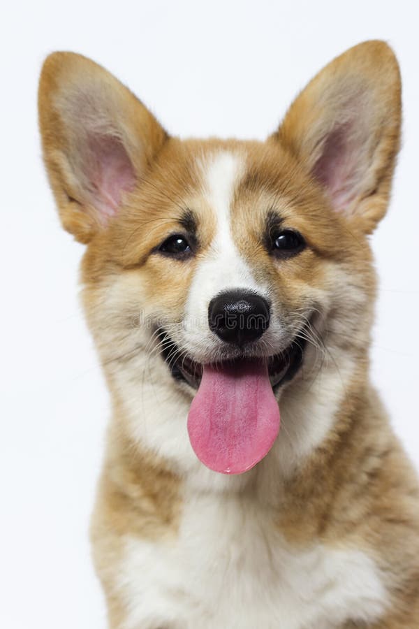 Cute Welsh Corgi Puppy Smiling Stock Image - Image of canine, shot ...