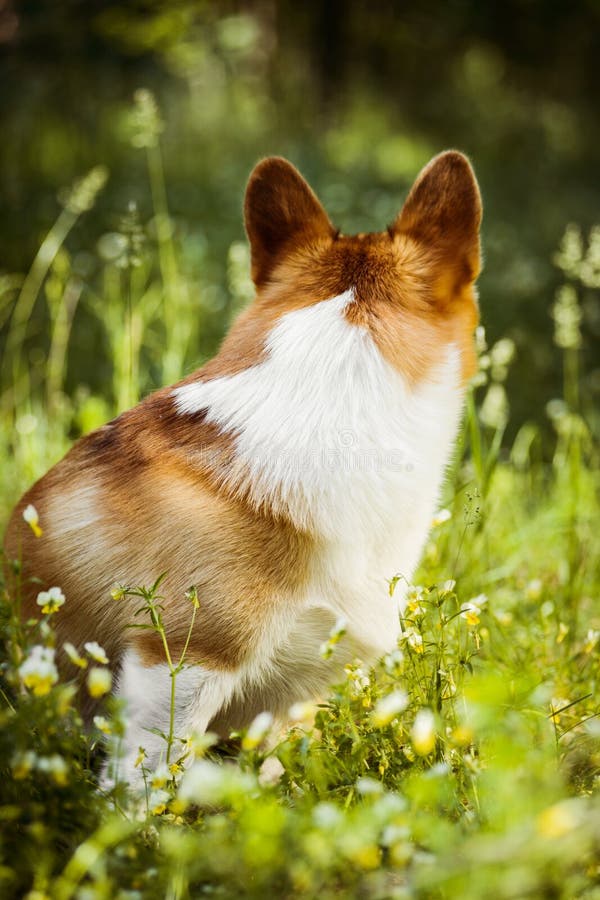 Cute Welsh Corgi Sitting Backwards in Grass Stock Image - Image of ...