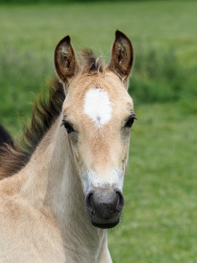Cute Welsh Foal stock image. Image of pasture, shot - 214723235