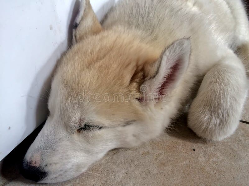 Cute West Siberian Laika Sleeping on the Floor Stock Photo - Image of ...
