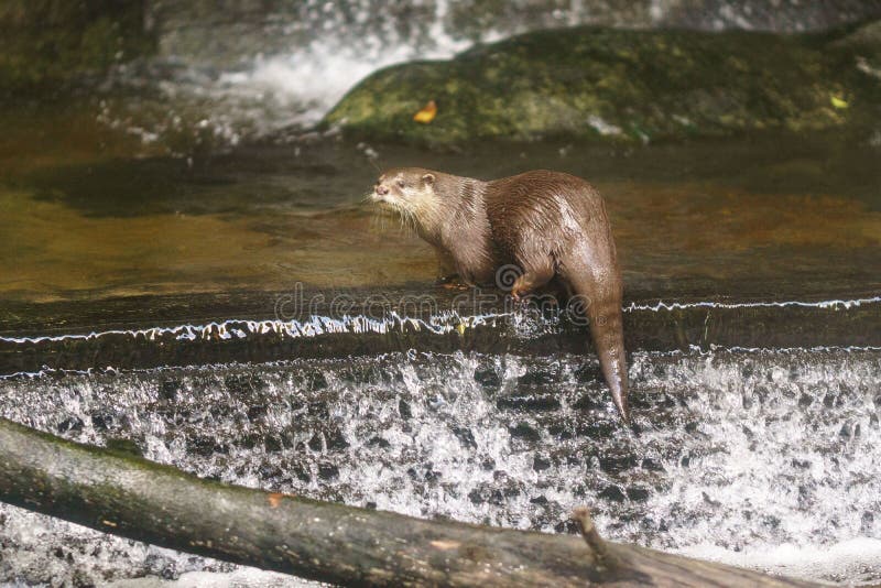 Cute Wet Brown Otter Walking Around in a Dam Stock Image - Image of ...