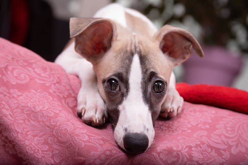 Whippet Paws Stock Photos - Free & Royalty-Free Stock Photos from ...