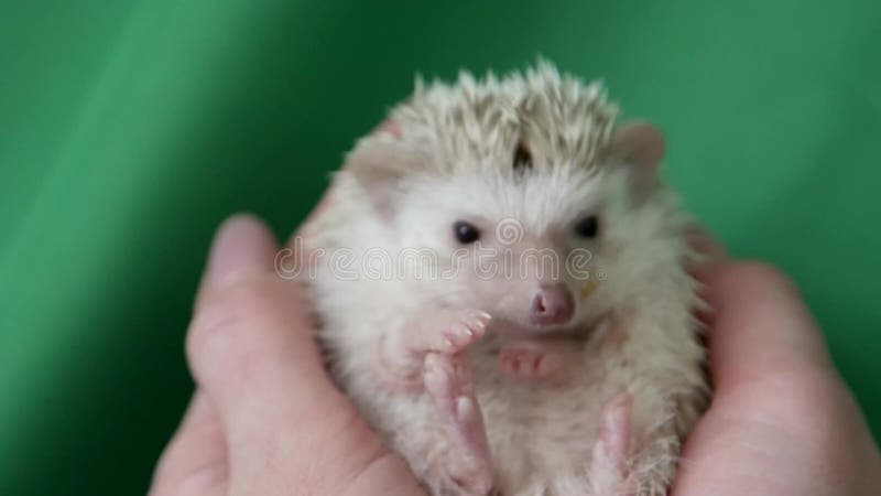 Cute White African Pygmy Hedgehog Lying, an Exotic Pet. Stock Footage ...