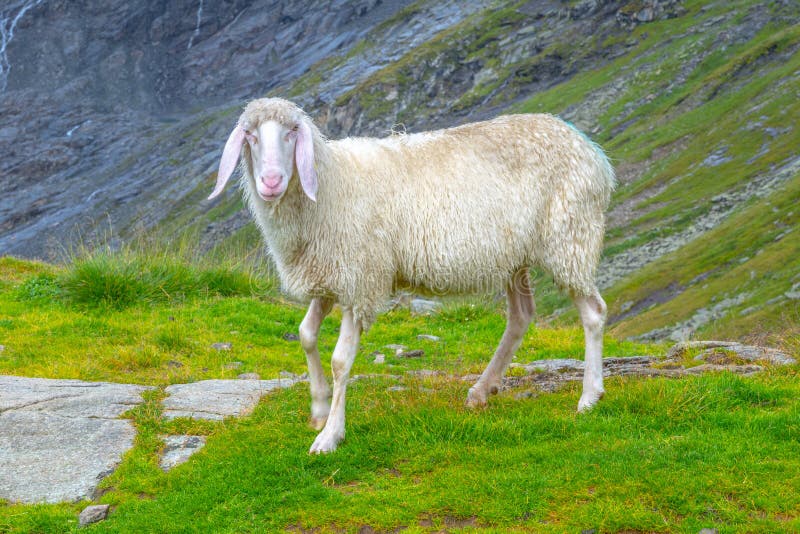 Cute White Alpine Sheep on Mountain Pasture Stock Image - Image of ...