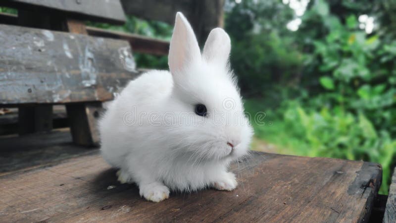 Cute white baby bunny stock image. Image of white, carnivore - 233909459