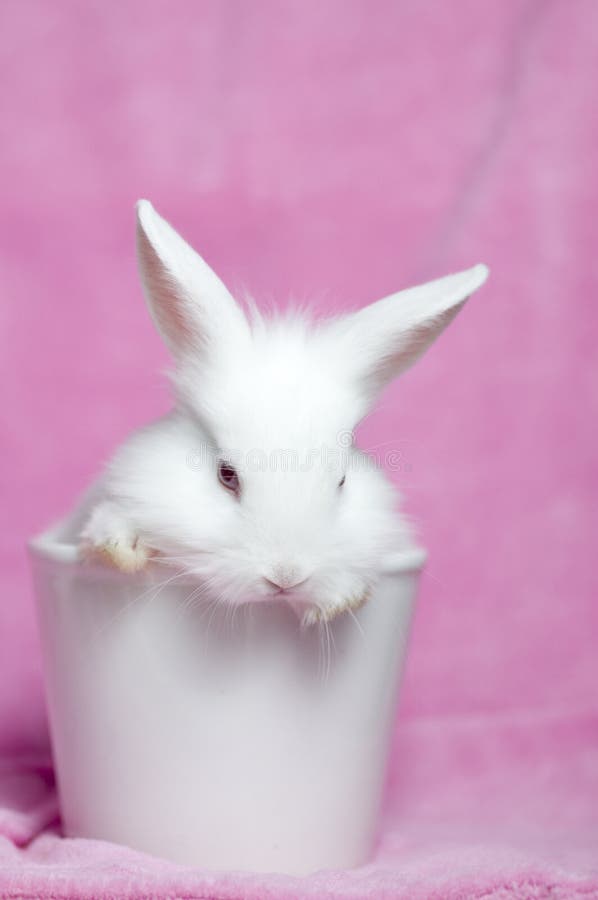 490+ White baby rabbit Free Stock Photos - StockFreeImages