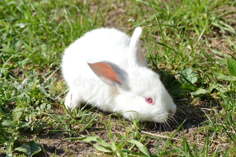 Cute White Baby Rabbit on the Grass Stock Photo - Image of heat, cute ...
