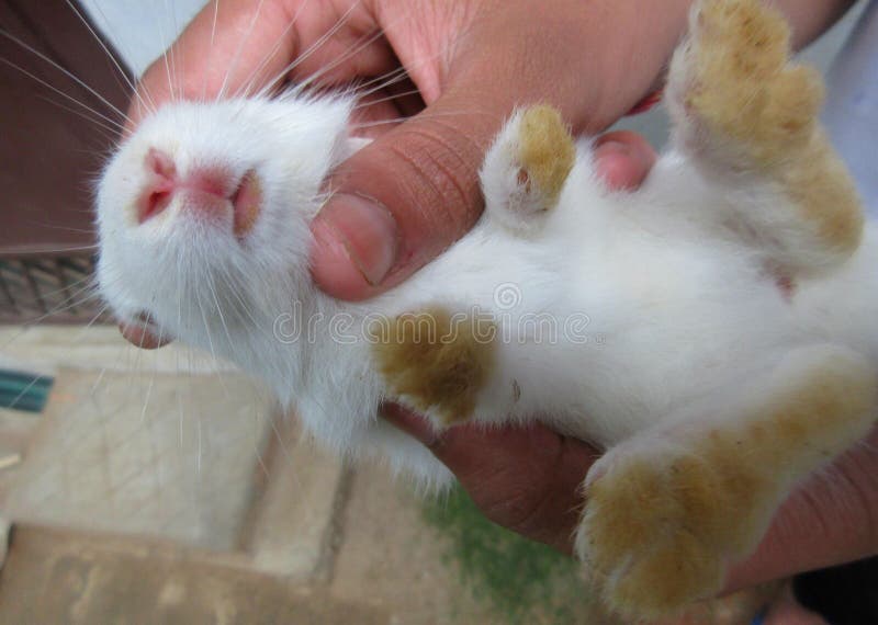 Cute White Baby Rabbit Kitten with Red Eye in Hands Stock Photo - Image ...