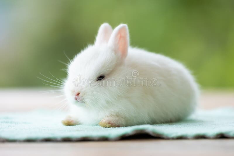 Cute White Baby Rabbit Sitting on Cloth. Stock Image - Image of baby ...