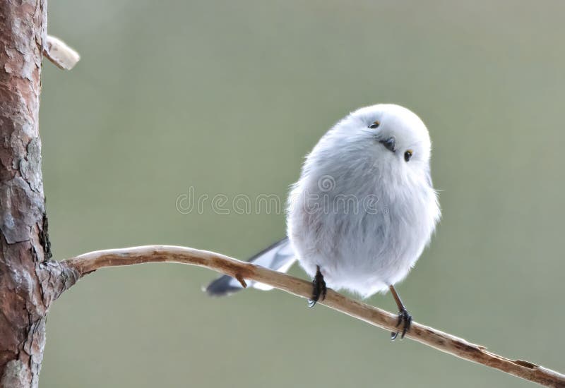 Cute White Bird Perching on a Branch Stock Image - Image of beautiful ...