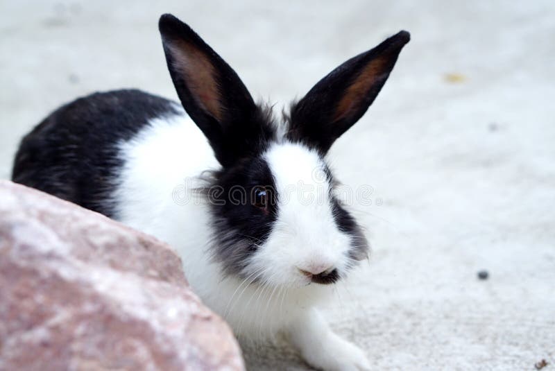 Cute White and Black Bunny on the Ground Stock Image - Image of cute ...