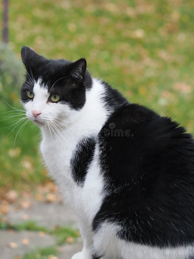 A Cute White and Black Pet Cat Vertical Crop Format Stock Photo - Image ...