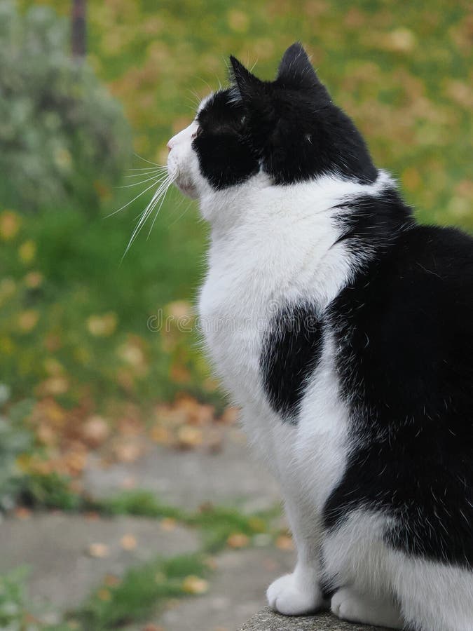 A Cute White and Black Pet Cat Vertical Crop Format Stock Photo - Image ...
