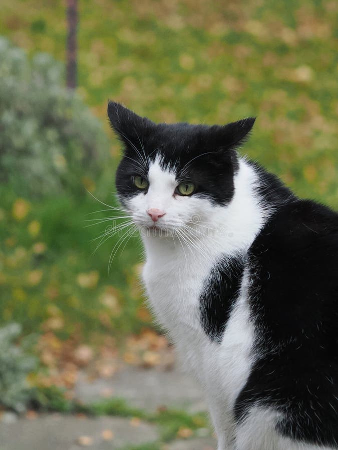 A Cute White and Black Pet Cat Vertical Crop Format Stock Photo - Image ...