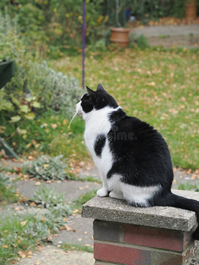 A Cute White and Black Pet Cat Vertical Crop Format Stock Photo - Image ...