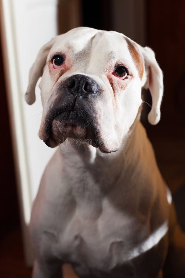 9,302 White Boxer Dog Stock Photos - Free & Royalty-Free Stock Photos ...