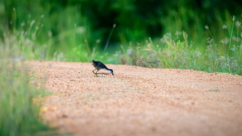 Cute White-breasted Waterhen Chick Pecking the Ground, Lonely and ...