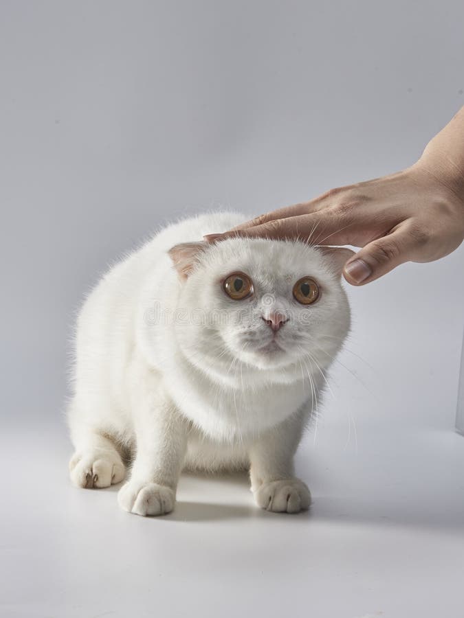 Cute White British Short-hair Cat, Folded Ear Cat Stock Image - Image ...