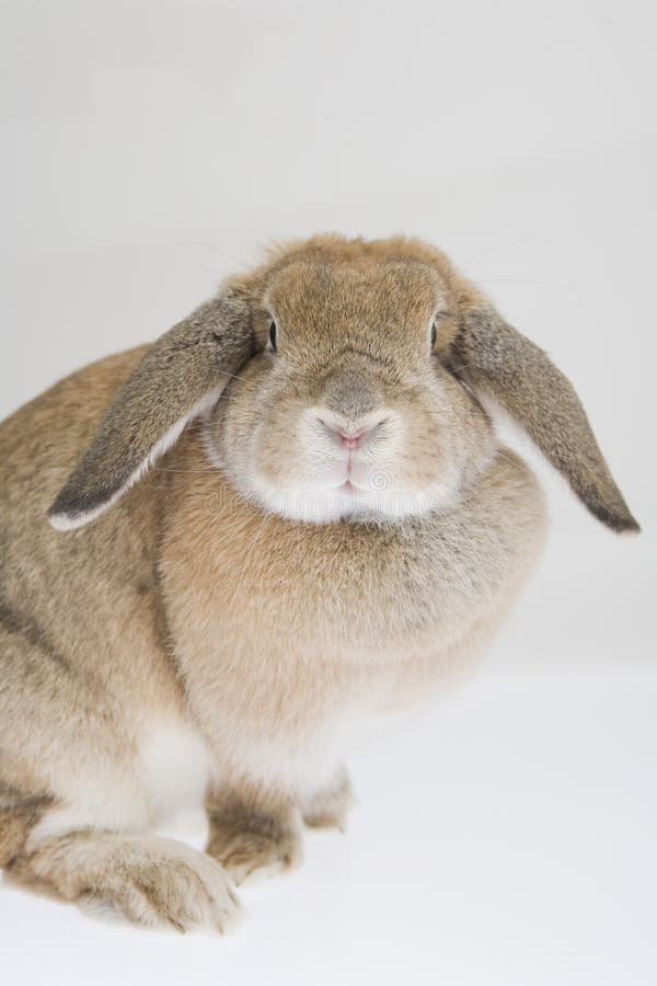 A Cute Bunny Rabbit on White Background Stock Image - Image of white ...