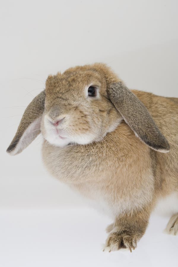 A Cute Bunny Rabbit on White Background Stock Photo - Image of bunny ...
