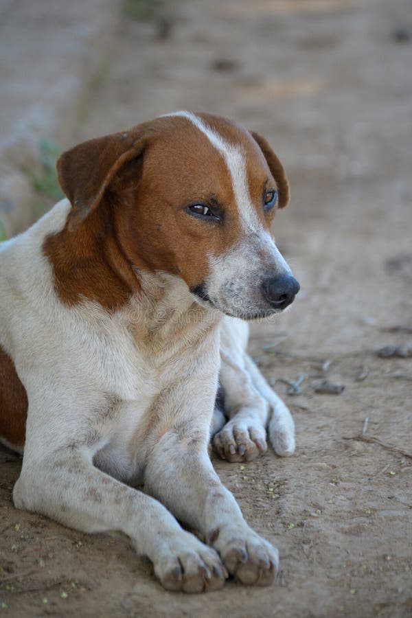 Cute White and Brown Terrier Dog Sitting on a Street Stock Photo ...