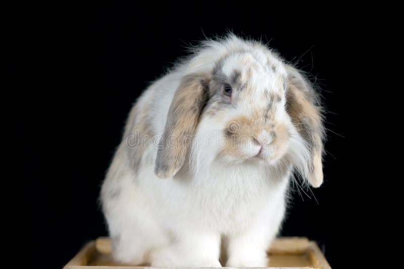 465 Lop Rabbit Black White Stock Photos - Free & Royalty-Free Stock ...