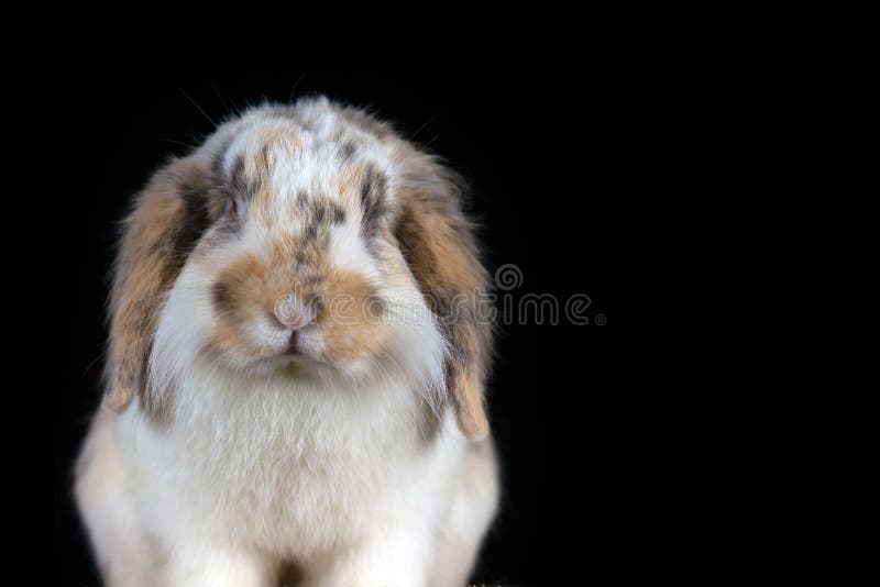 465 Lop Rabbit Black White Stock Photos - Free & Royalty-Free Stock ...