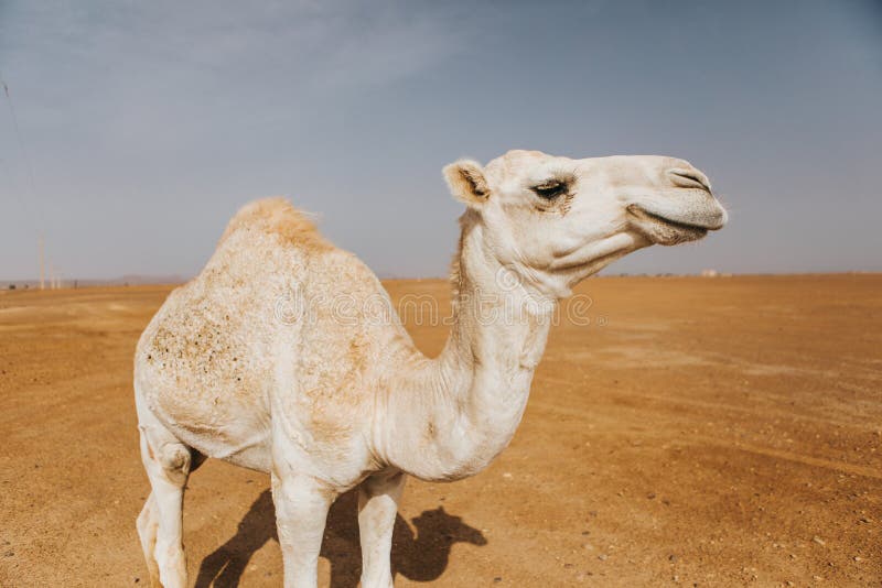 Cute White Camel Posing in the Desert Stock Photo - Image of dune ...