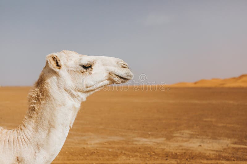 Cute White Camel Posing in the Desert Stock Photo - Image of domestic ...