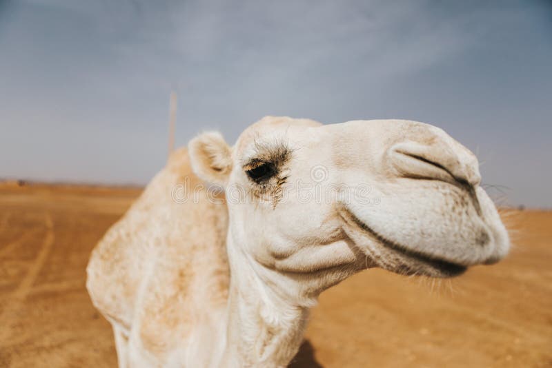 Cute White Camel Posing in the Desert Stock Image - Image of cute ...