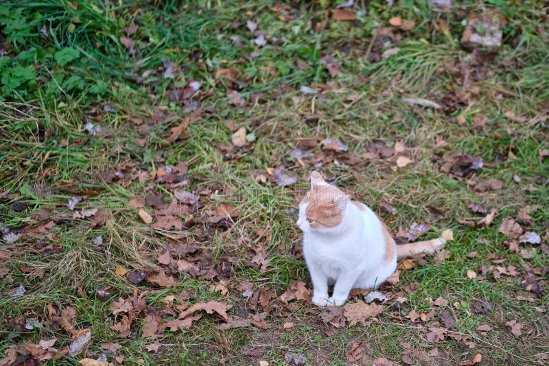 Cute White Cat with Brown Spots Sits on Autumn Grass Stock Image ...