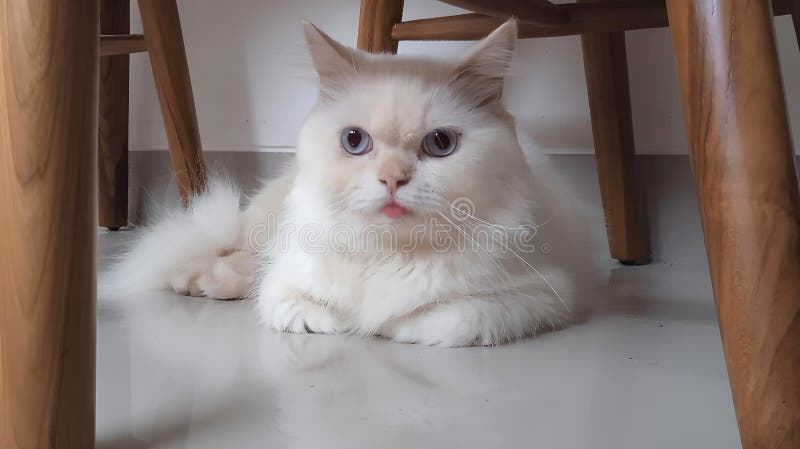 Cute White Cat Hiding Under the Wooden Table Stock Image - Image of ...