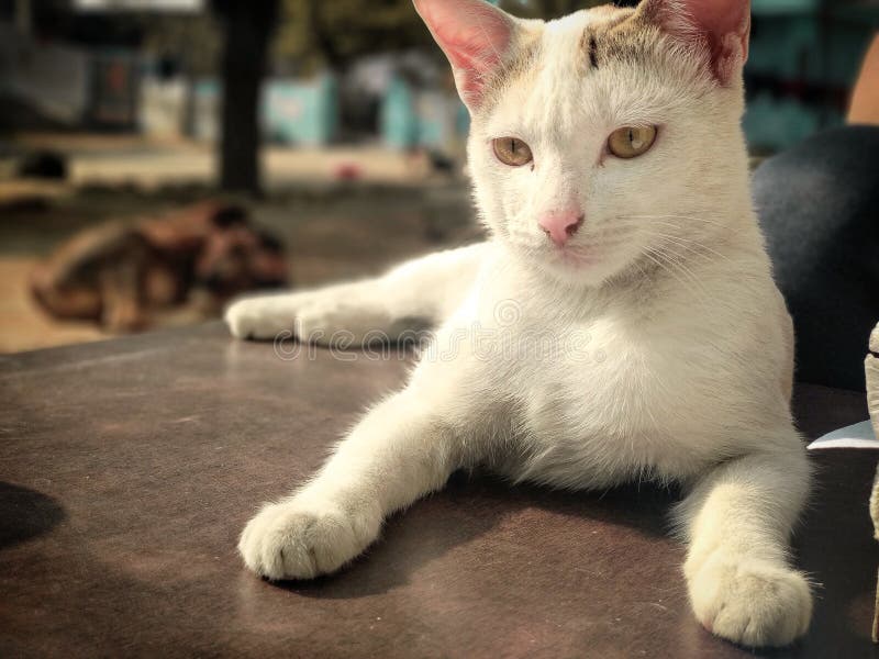 Tom white cat stock photo. Image of chick, power, fluffy - 97592646