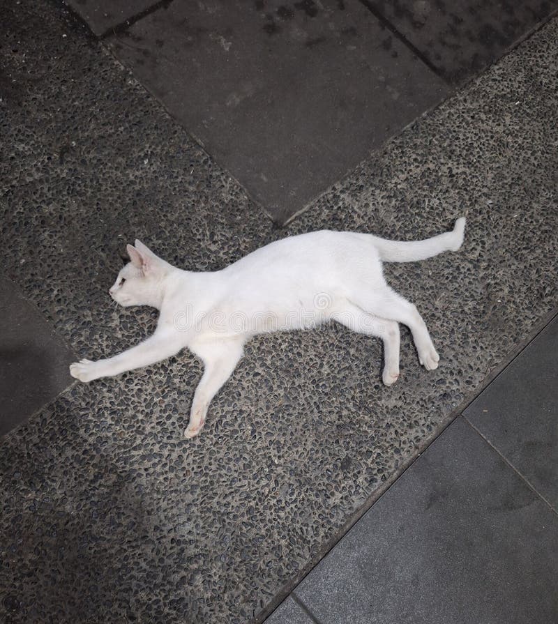 A Cute White Cat Lay on the Street Stock Photo - Image of whiskers ...
