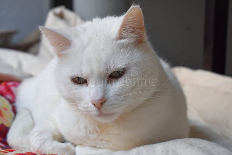 The Cute White Cat is Looking at Something.Close Up Cat Stock Image ...