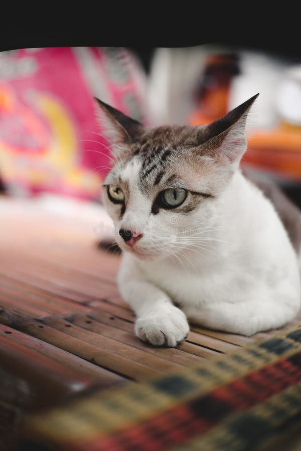 A cat looking stock photo. Image of cute, white, looking - 204378108