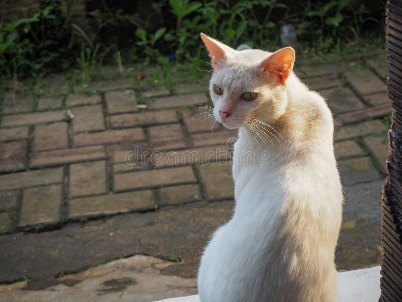 Cute White Cat Looking To the Left Stock Image - Image of snout ...
