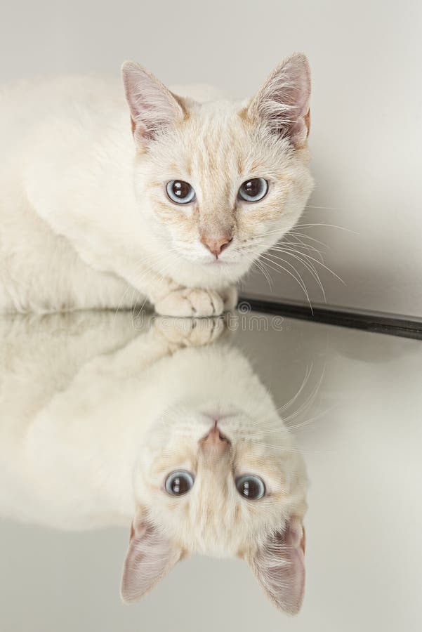 Cute White Cat Looking Towards the Camera with Its Big Blue Eyes on a ...