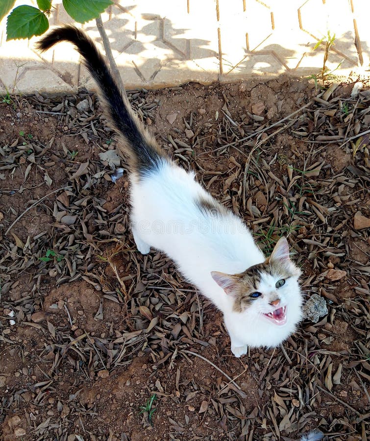 A Cat Meowing, Hungry Cat Meowing, Hungry Stray Cat Stock Photo - Image ...