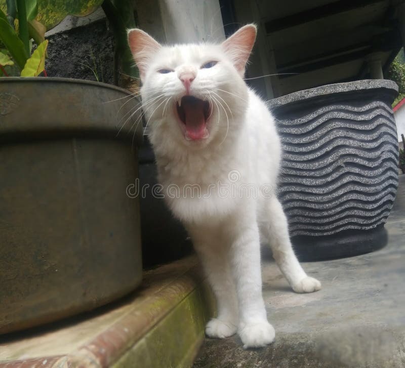 Cute White Cat Open Its Mouth Stock Photo - Image of carnivore, puppy ...
