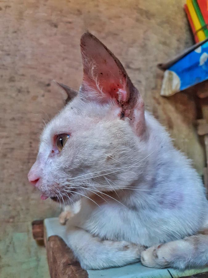 Cute White Cat Photographed from the Side Stock Photo - Image of thecat ...