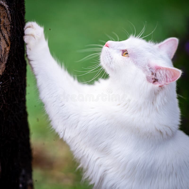 Cute White Cat Sharpening Claws on Tree in the Garden Stock Image ...