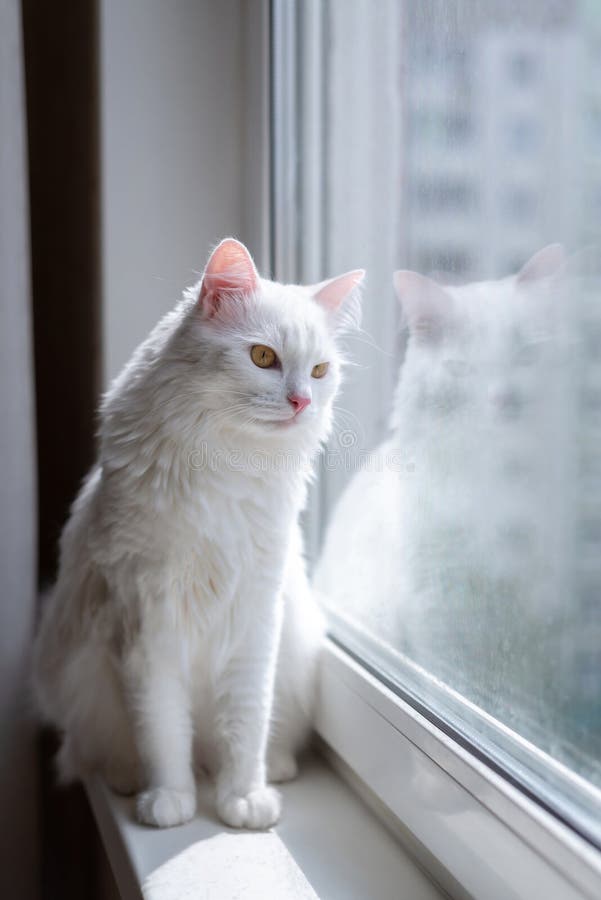 Cute White Cat Siting on Window Sill and Waiting for Something. Fluffy ...