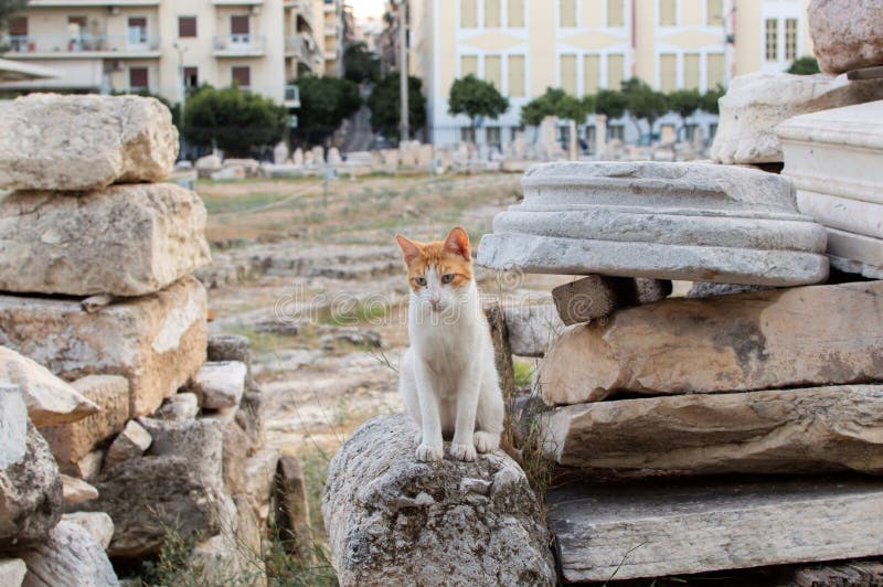 Old Calico Cat At Ancient Ruins Of The Parthenon Stock Photo - Image of ...