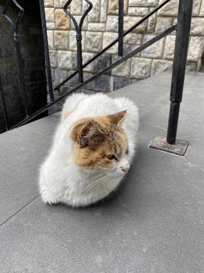 Cute White Cat Sitting on the Stairs almost Falling Asleep Stock Image ...