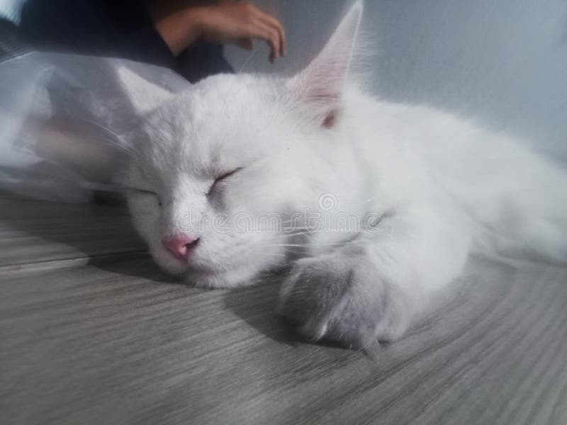 Cute White Cat Sleeping on the Work Desk Stock Image - Image of desk ...