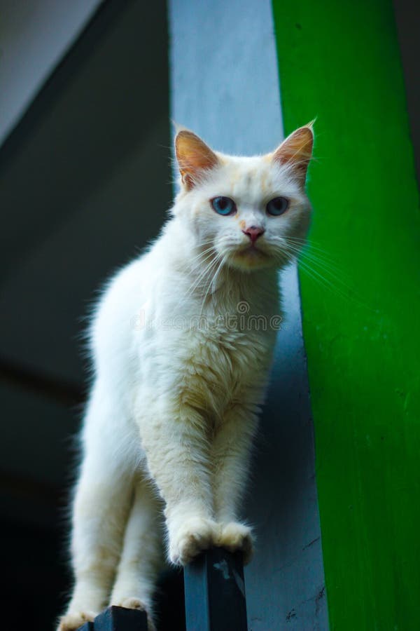 Cute White Cat Staring Others Cat Stock Photo - Image of white, staring ...