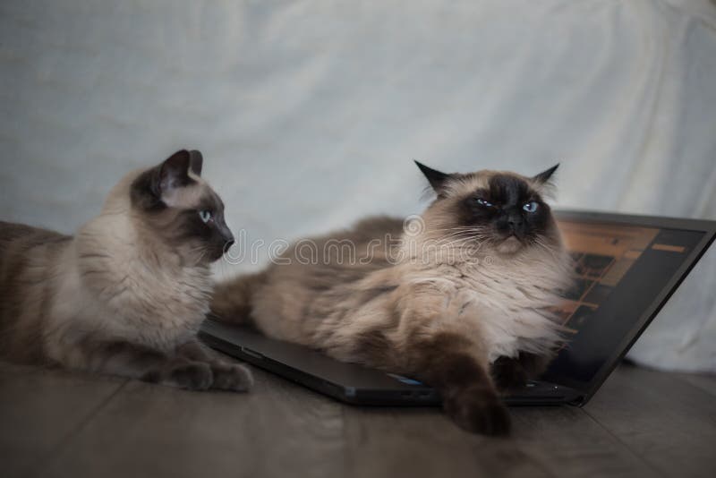 Cute white cats 2 stock photo. Image of working, kitty - 76304574