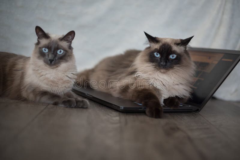 Cute white cats 3 stock image. Image of comfy, troublesome - 76304593